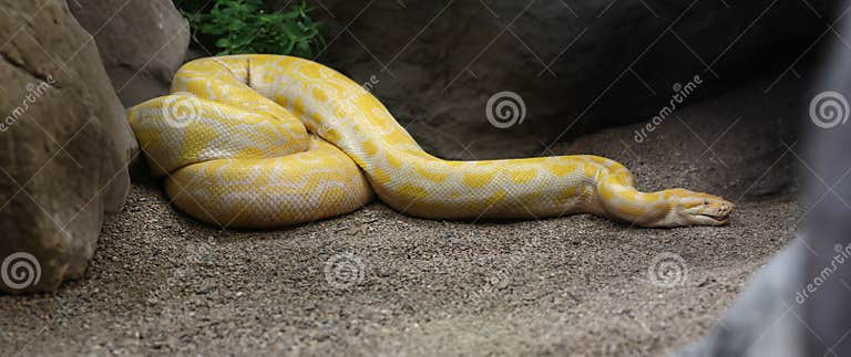 Albino Burmese Python stock image. Image of scales, animal - 307793723