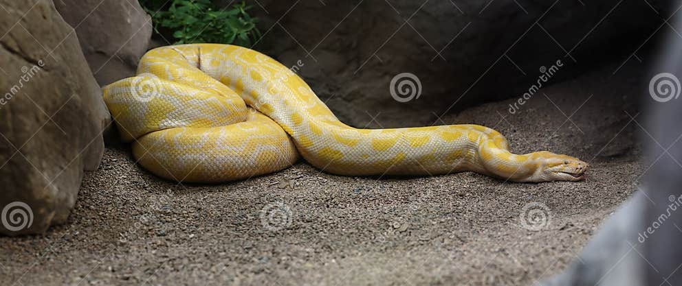 Albino Burmese Python stock image. Image of scales, animal - 307793723