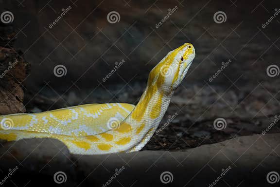 Albino Burmese Python stock image. Image of crawl, snakes - 307794423
