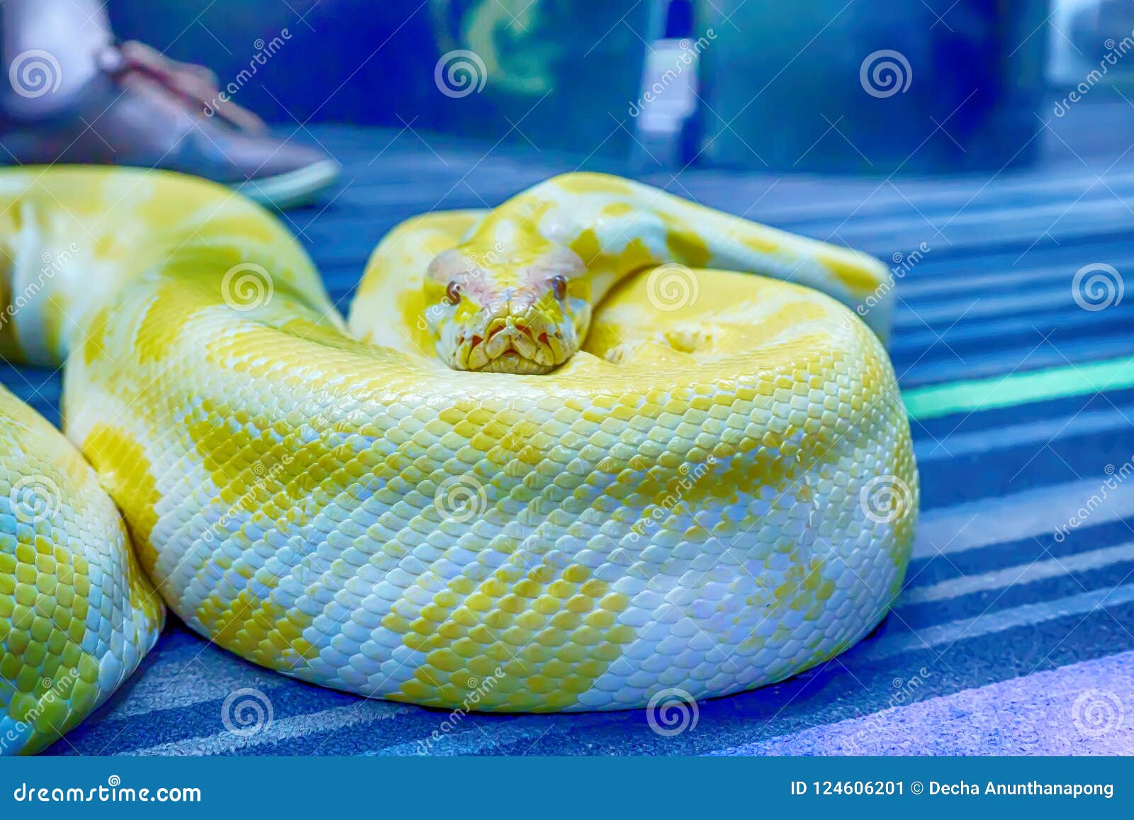 Albino burmese python stock image. Image of beauty, closeup - 124606201