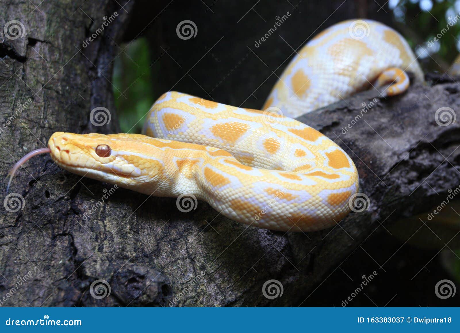 Albino Burmese Python Python Molurus Bivittatus Stock Image - Image of ...