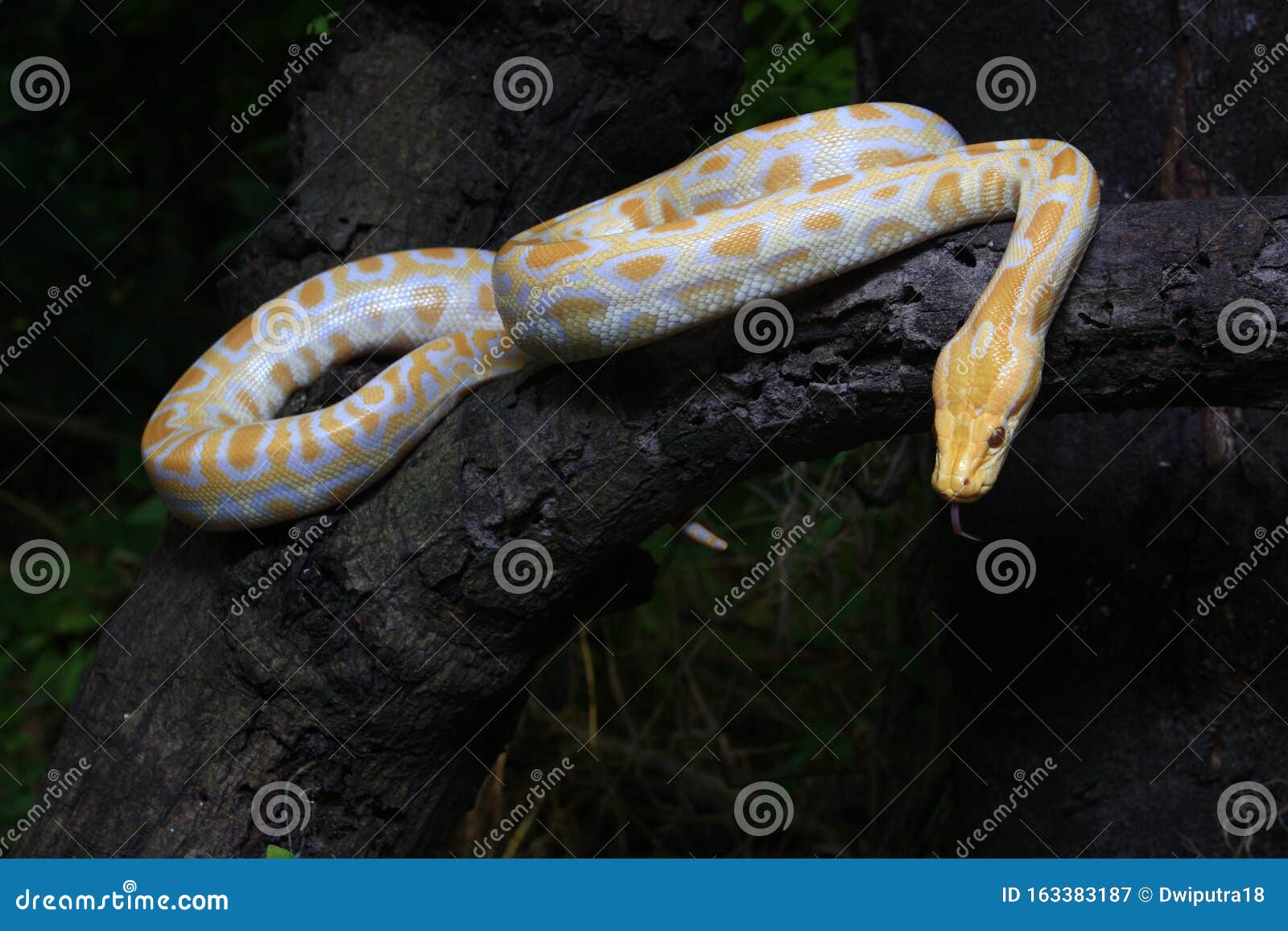 Albino Burmese Python Python Molurus Bivittatus Stock Image - Image of danger, burmese: 163383187