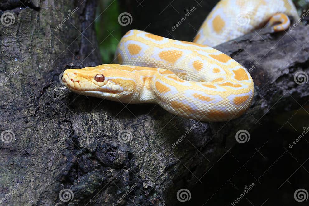 Albino Burmese Python Python Molurus Bivittatus Stock Image - Image of ...