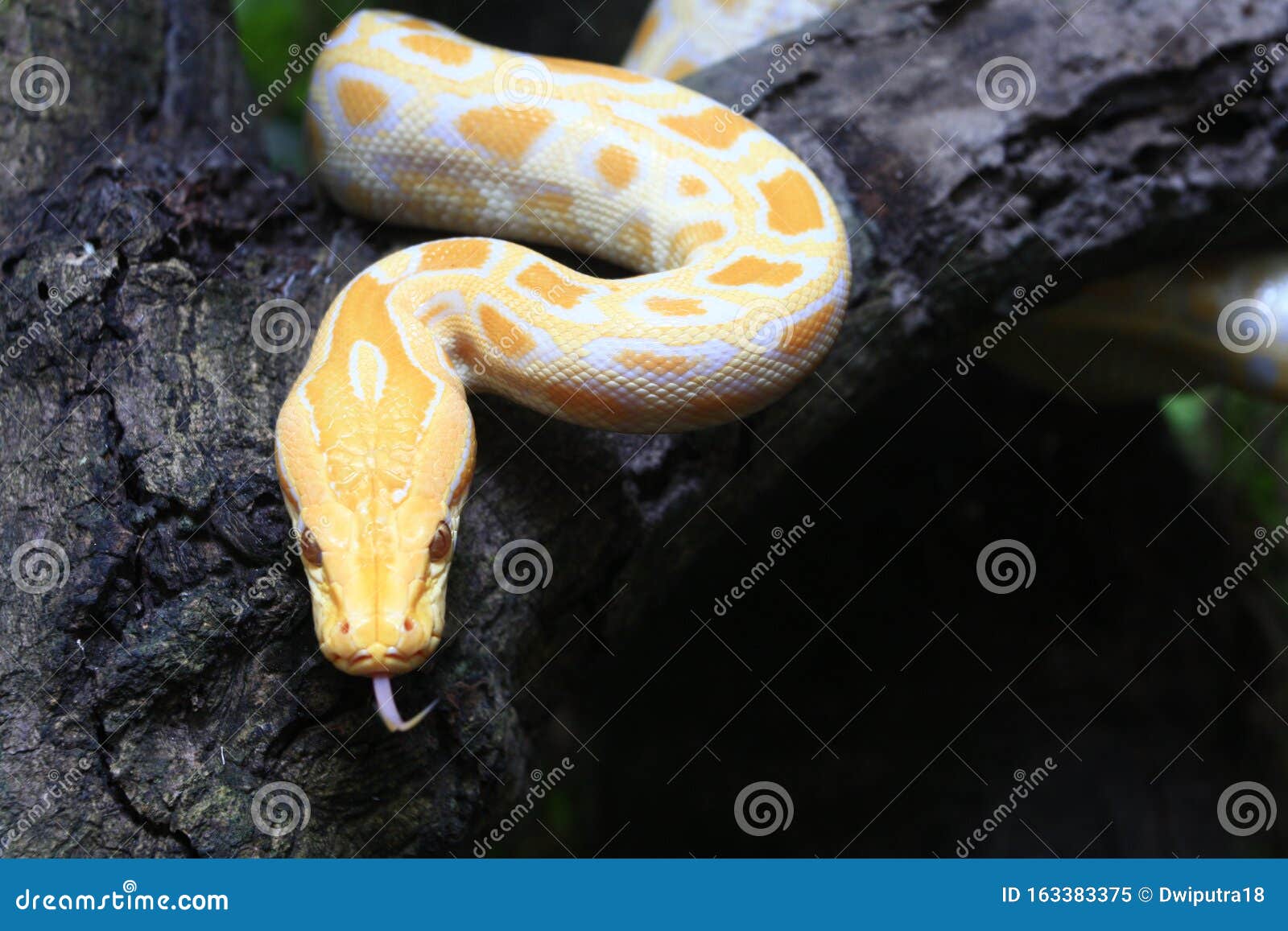 Albino Burmese Python Python Molurus Bivittatus Stock Image - Image of ... Albino Burmese Python Python Molurus Bivittatus Stock Image - Image of ...