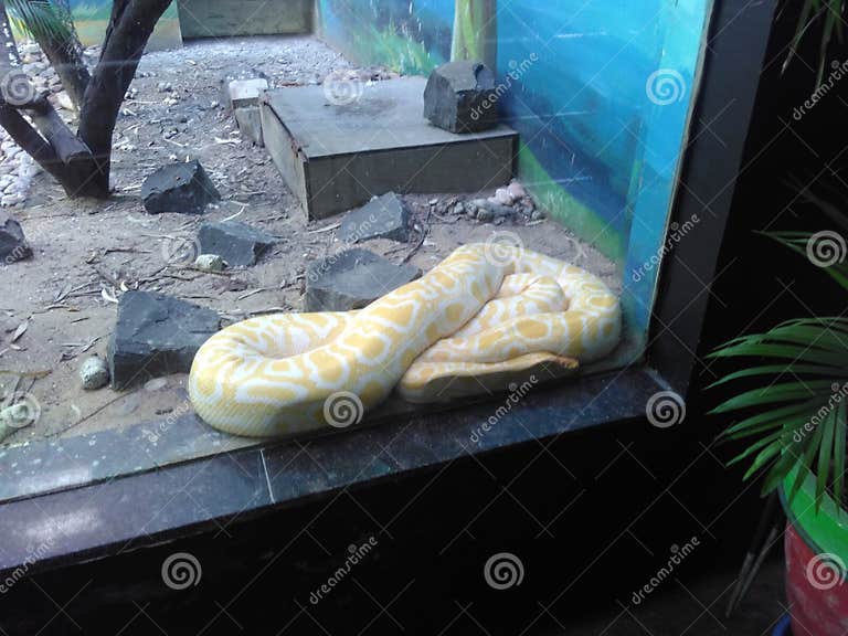 Albino Burmese Python Resting in the Enclosure Stock Image - Image of ...