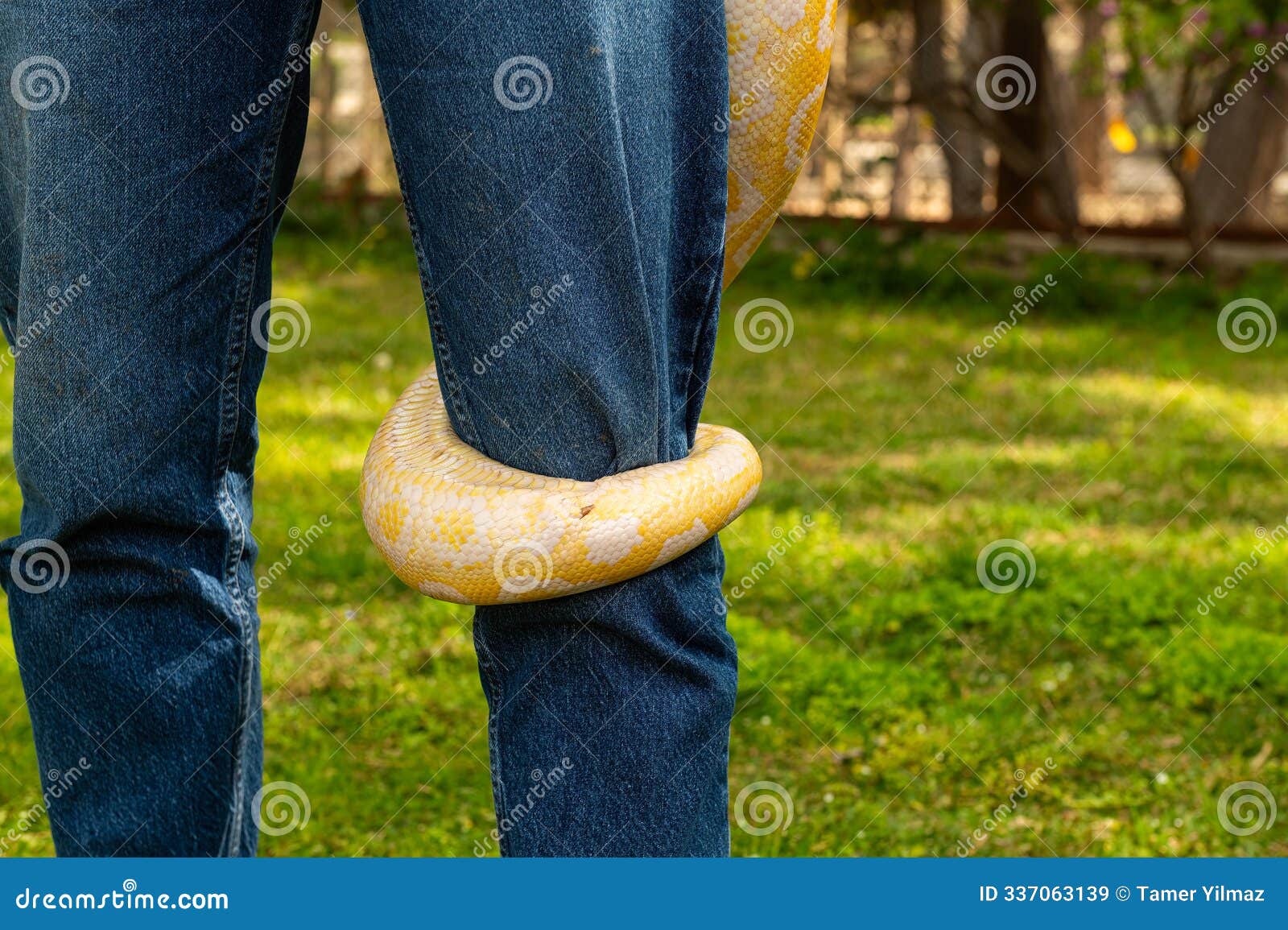 Albino Burmese Python Snake Wrapped Around Her Foot. Python Molurus ...