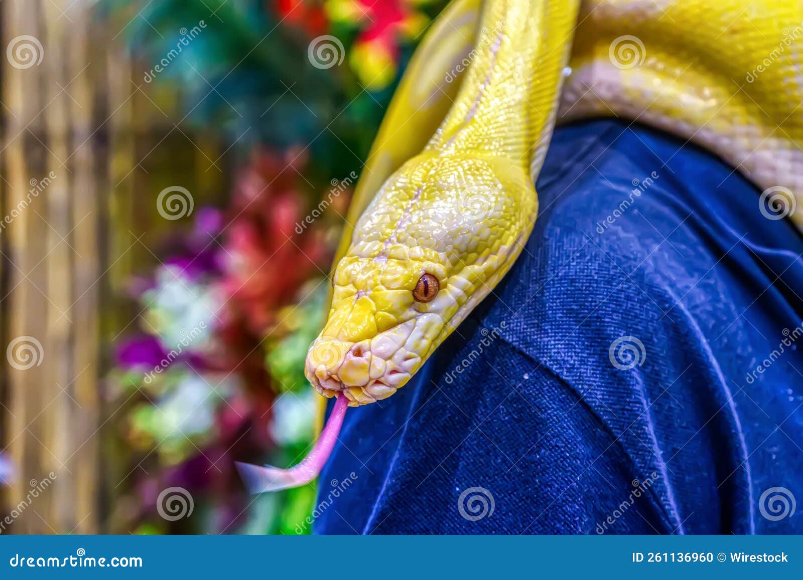 Albino Burmese Python Wrapped Around a Male Stock Photo - Image of ...