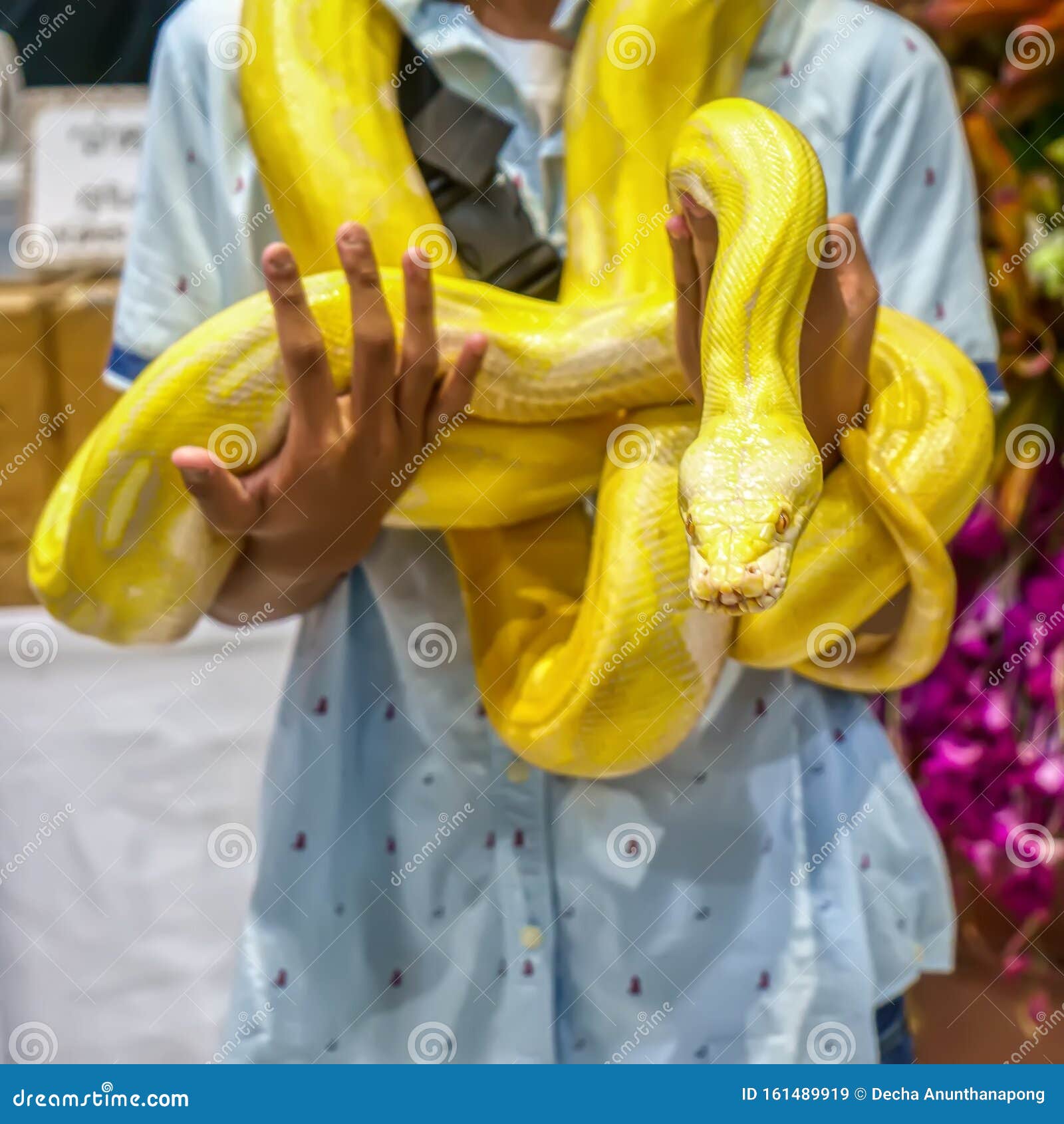 Albino burmese python stock image. Image of animal, slime - 161489919