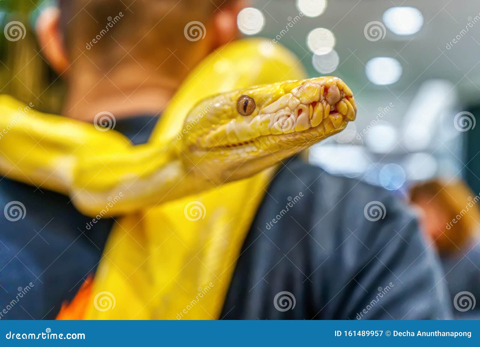 Albino burmese python stock image. Image of head, poison - 161489957