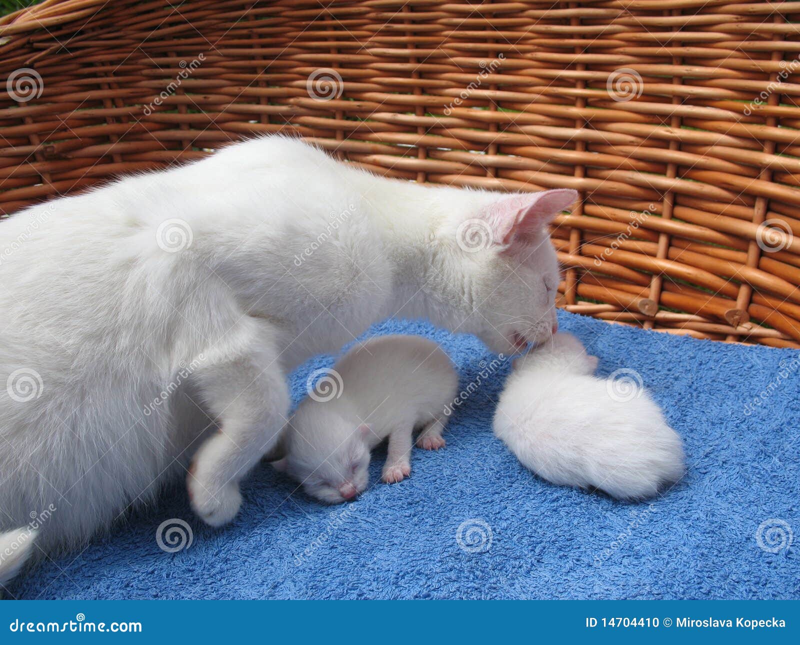 Albino cats stock photo. Image of nature, babe, small - 14704410