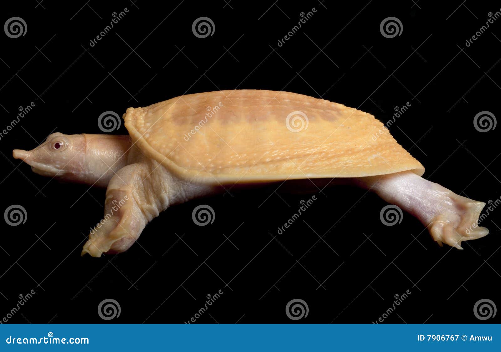Albino Chinese Soft Shell Turtle Stock Photography | CartoonDealer.com ...