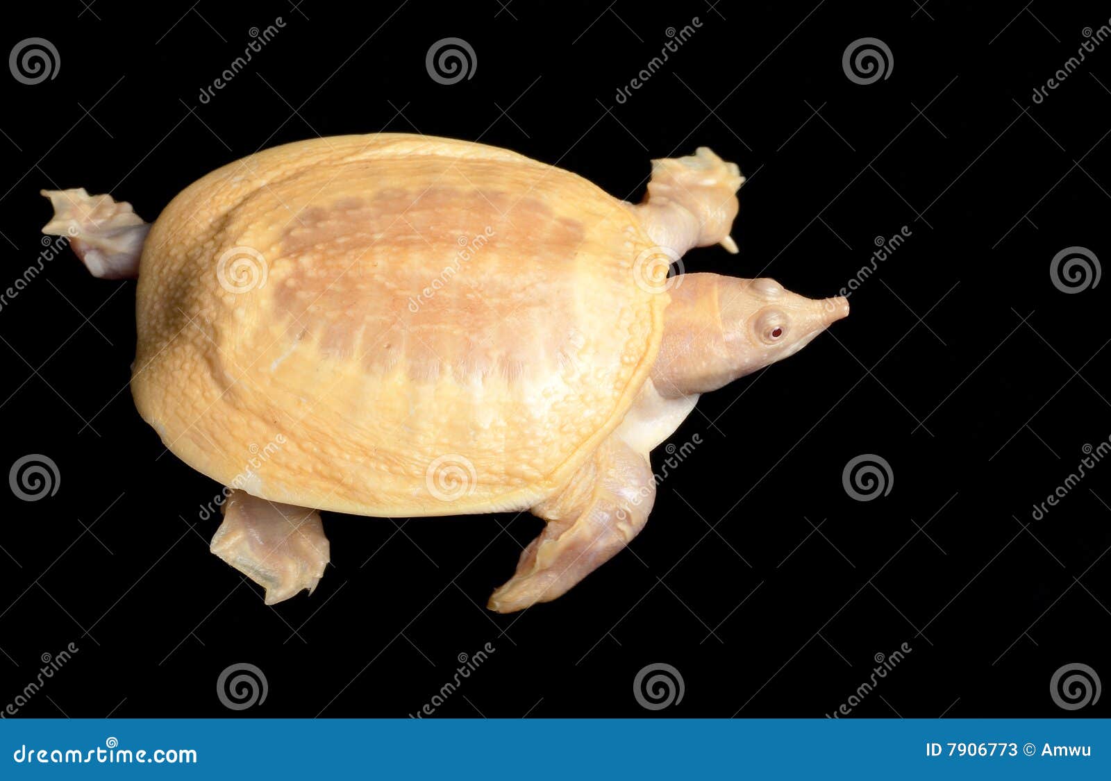 Albino Chinese Soft Shell Turtle Stock Photography | CartoonDealer.com ...