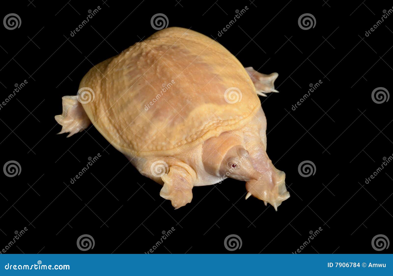 Albino Chinese Soft Shell Turtle Stock Photography | CartoonDealer.com ...