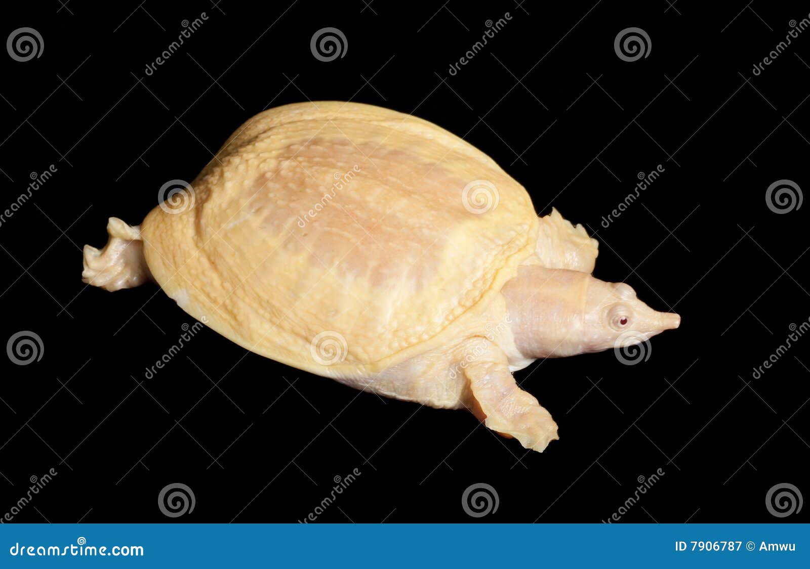 Albino Chinese Soft Shell Turtle Royalty-Free Stock Photography ...