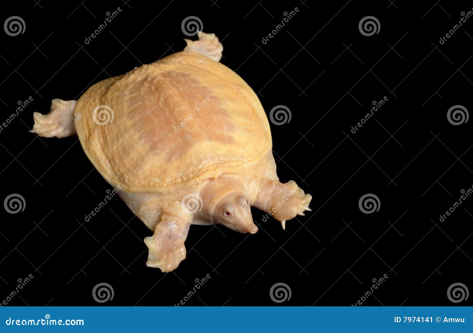 Albino Chinese Soft Shell Turtle Stock Photography | CartoonDealer.com ...