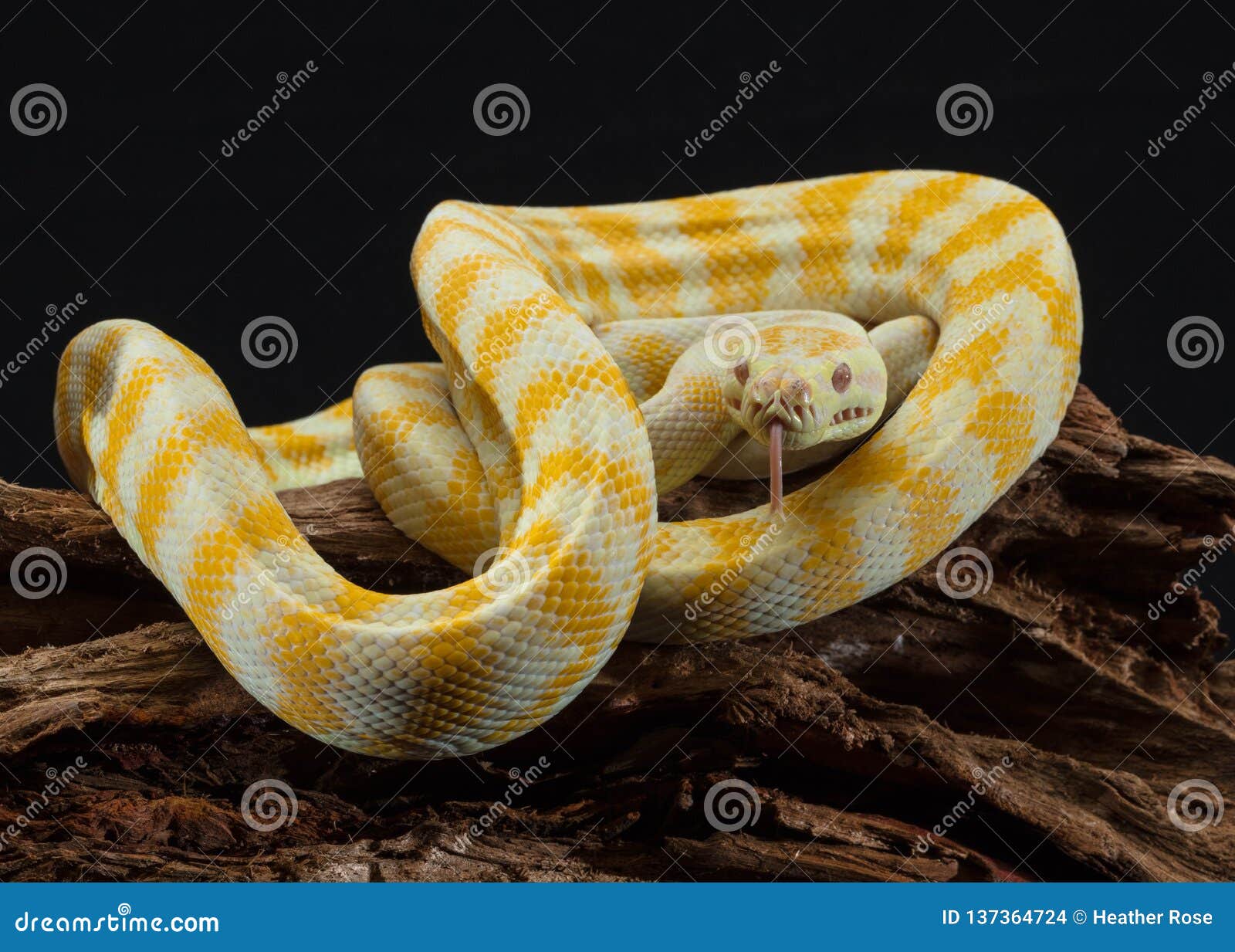 Albino Darwin Carpet Python with Tongue Out, Black Background and Copy ...