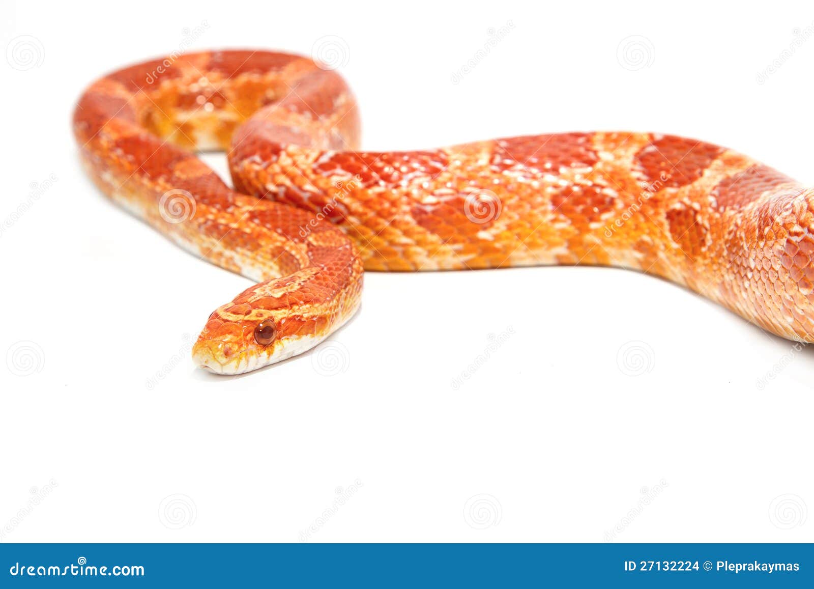 Albino corn snake stock photo. Image of slithering, white - 27132224