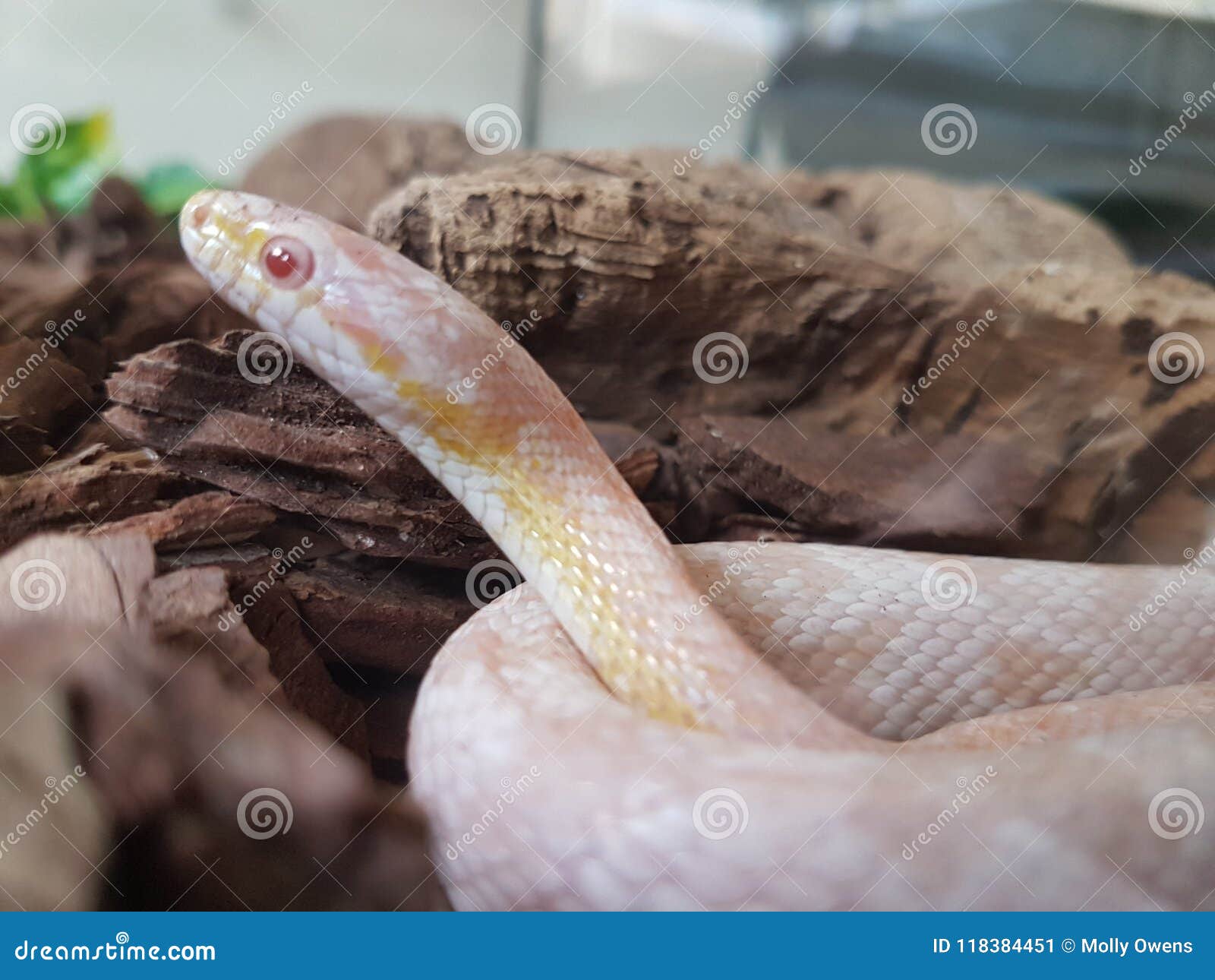 Albino corn snake stock image. Image of snake, corn - 118384451