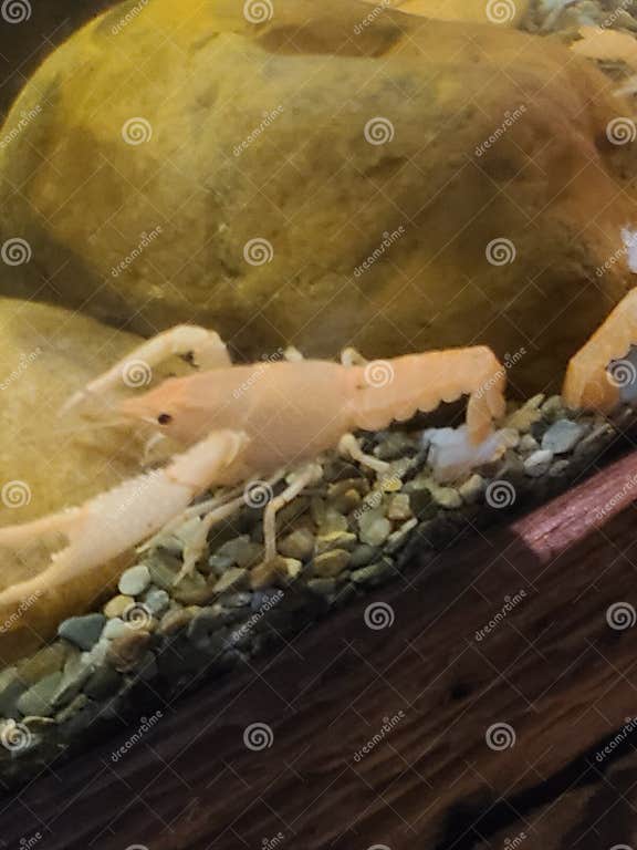 The Albino Crawfish is in the Tank Stock Image - Image of albino ...