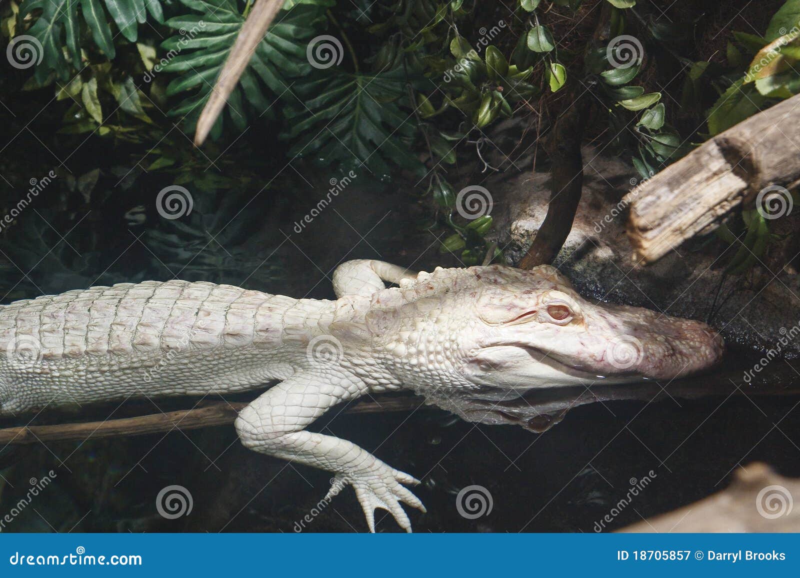 Albino Crocodile stock image. Image of nature, albino - 18705857
