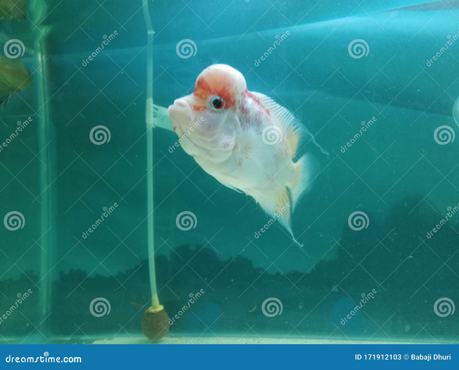 Albino de peixe-macaco imagem de stock. Imagem de macaco - 171912103