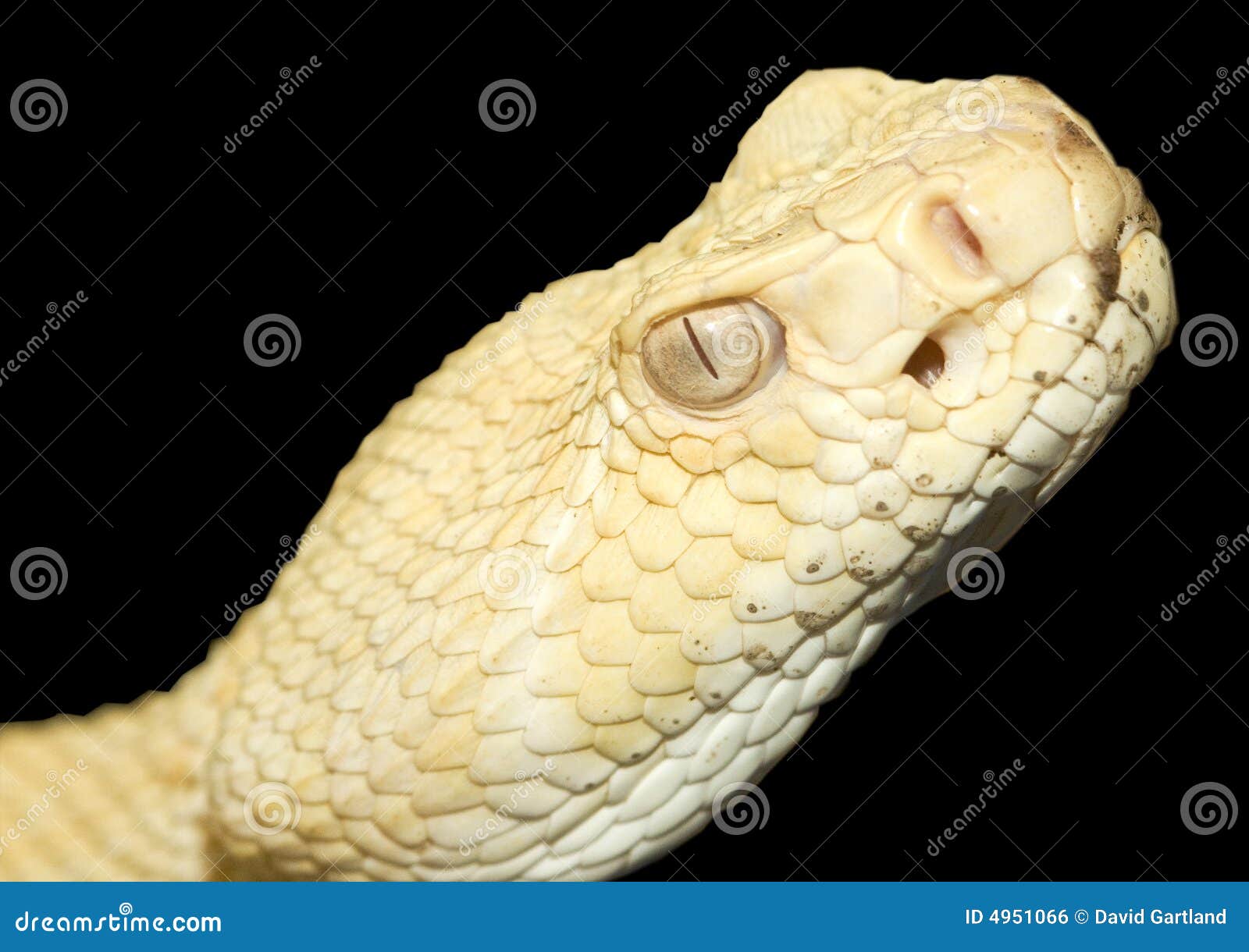 Albino Puff Adder