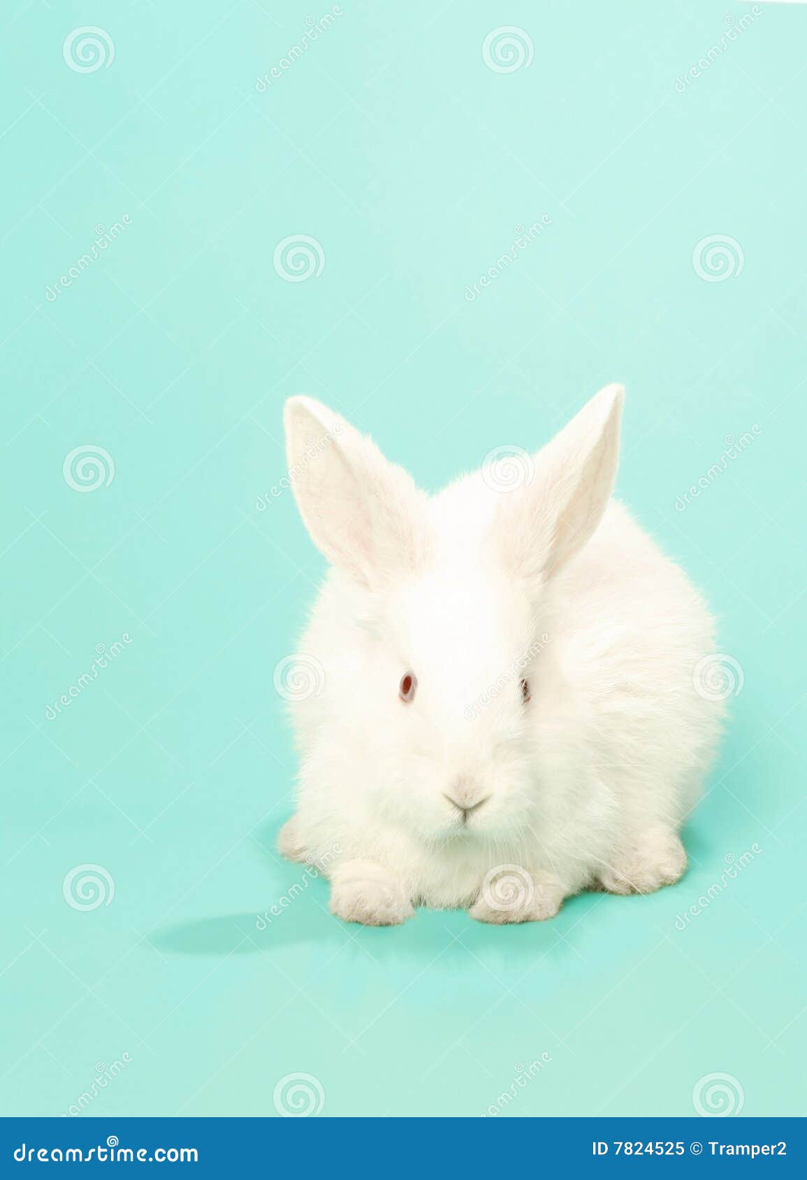 Albino Do Coelho Imagem. Imagem: 7824525