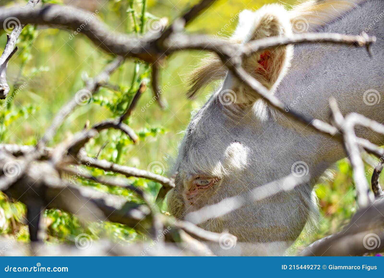 Albino donkey foto de stock. Imagem de cena, rural, cenas - 215449272