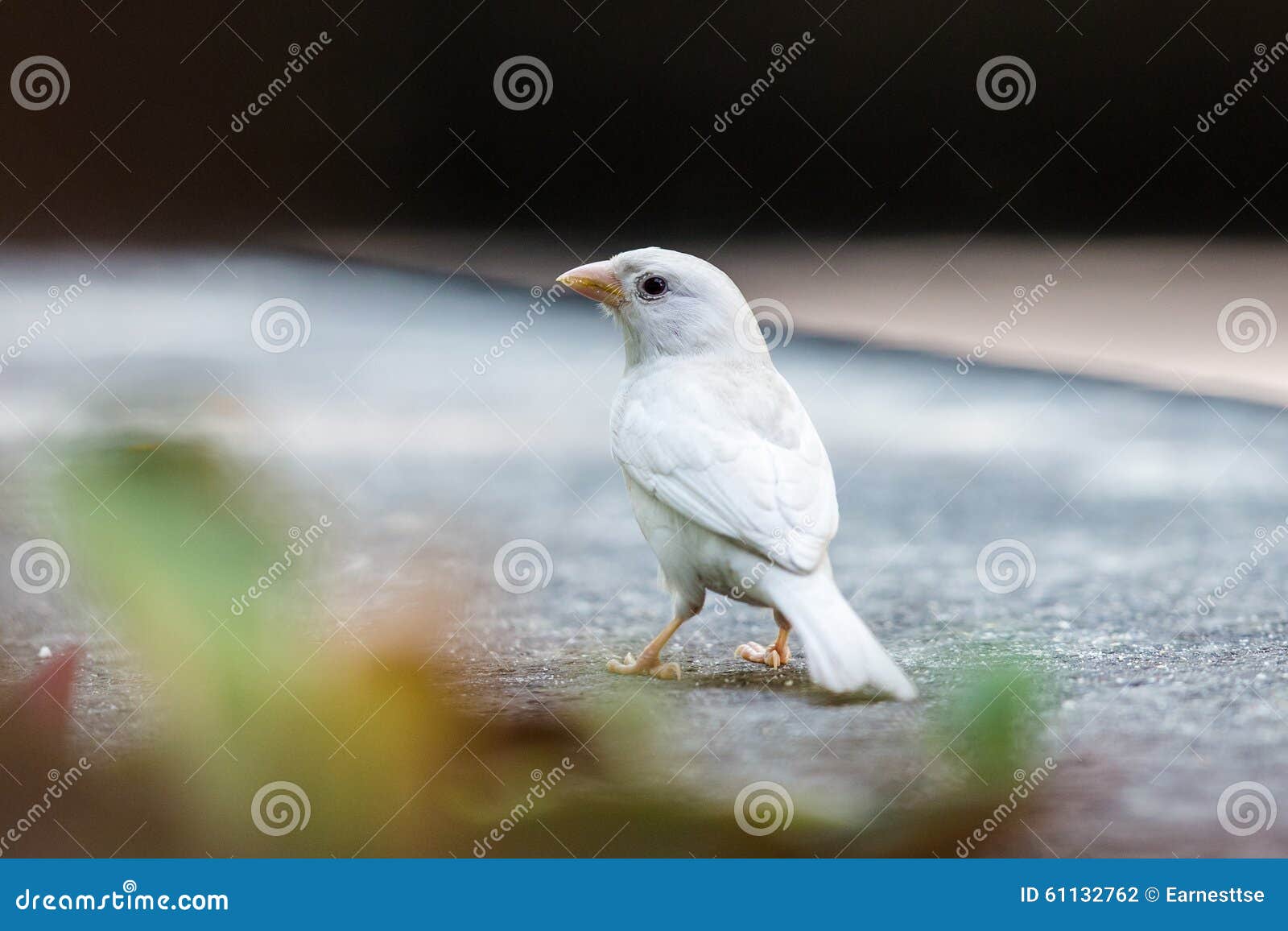 Albino Eurasian Tree Sparrow Stock Photo - Image of asian, albino: 61132762