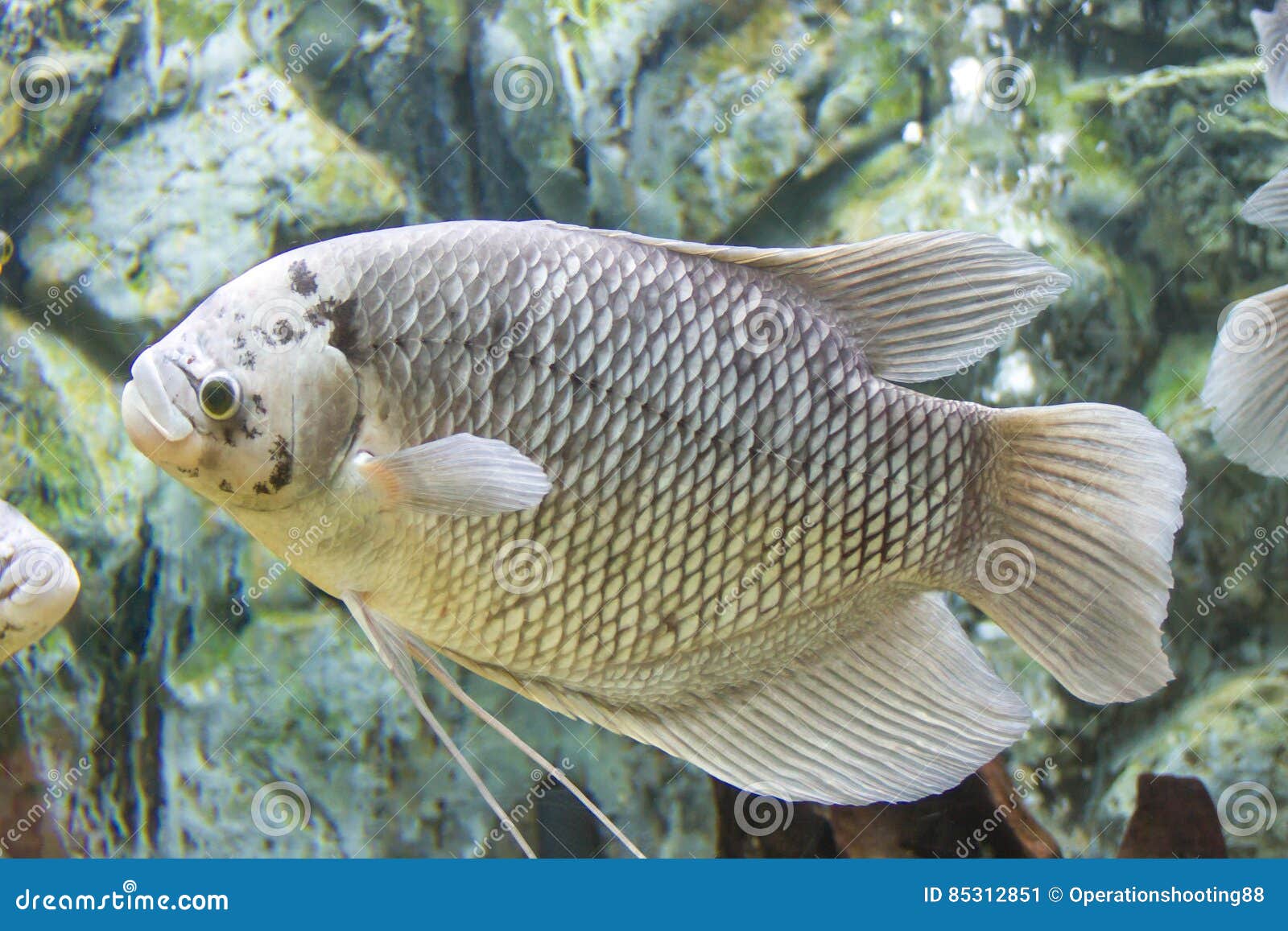Albino Fish stock image. Image of ornamental, bubble - 85312851
