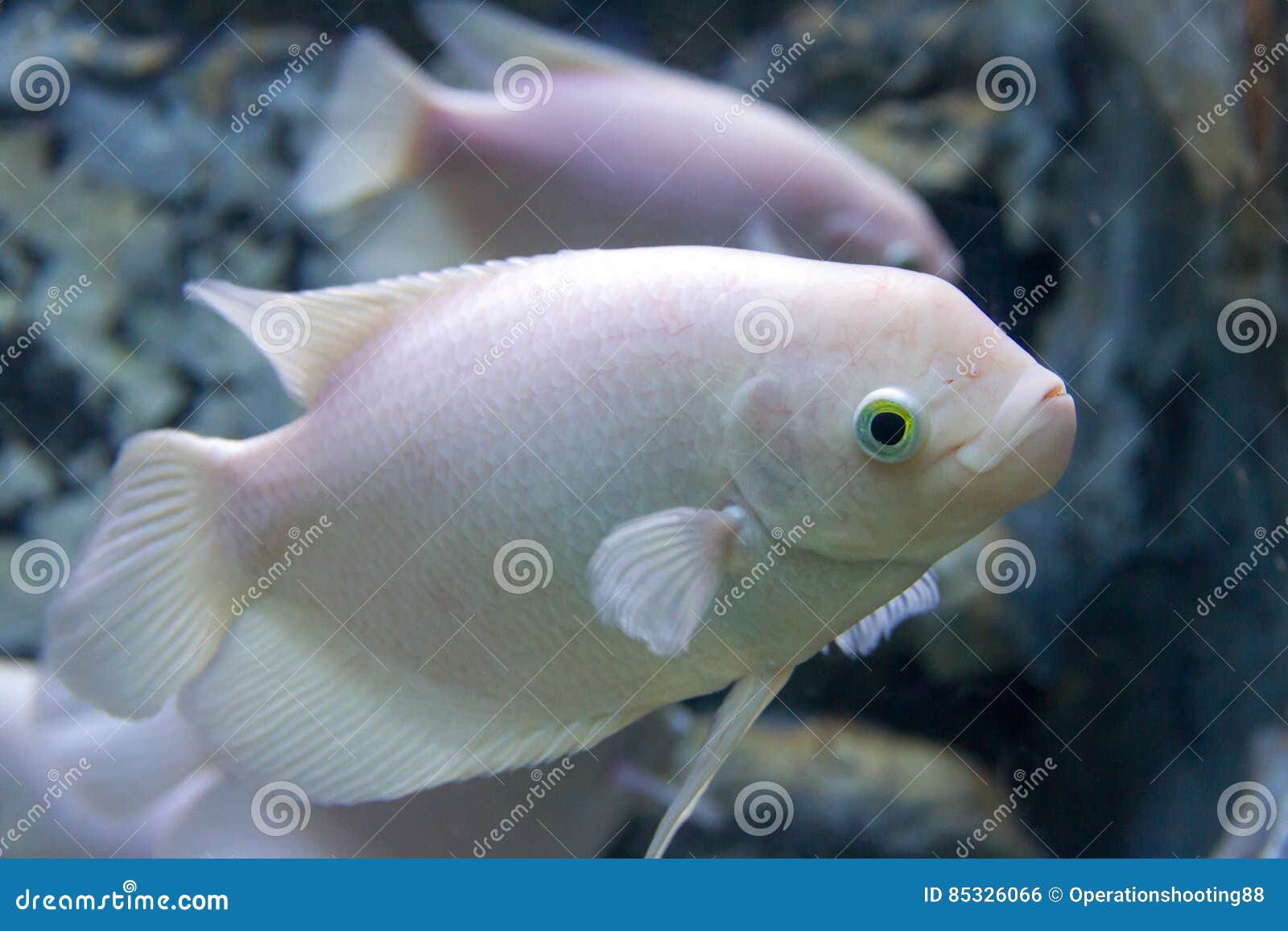 Albino Fish stock photo. Image of animal, giant, glass - 85326066