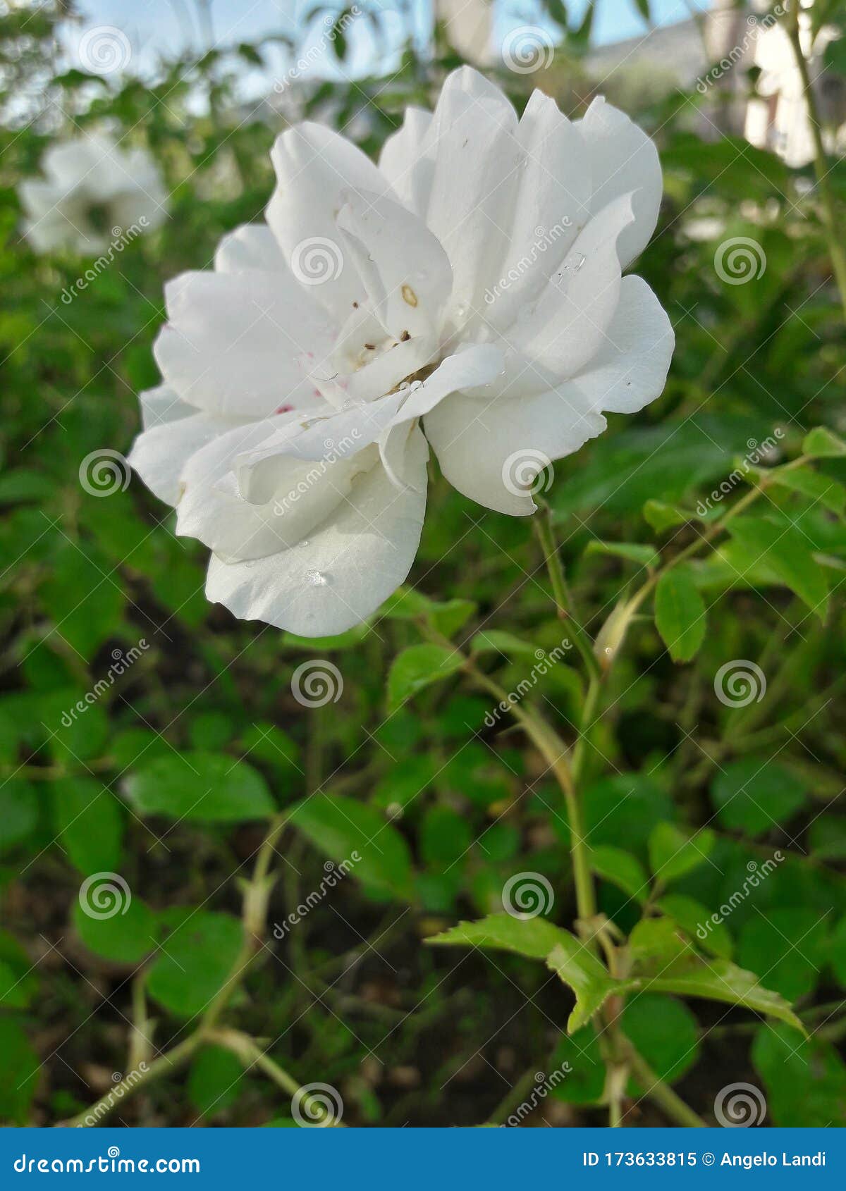Albino Flower Under the Sunny Rays Stock Image - Image of rays, sunny ...