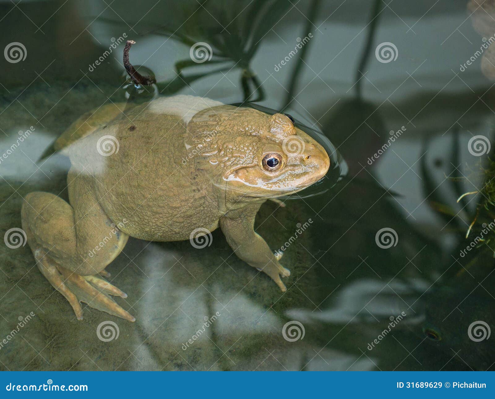 Albino frog stock image. Image of frog, limnocharis, skin - 31689629