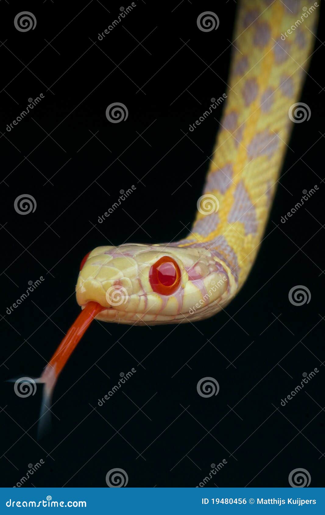 Albino garter snake stock photo. Image of albino, black - 19480456