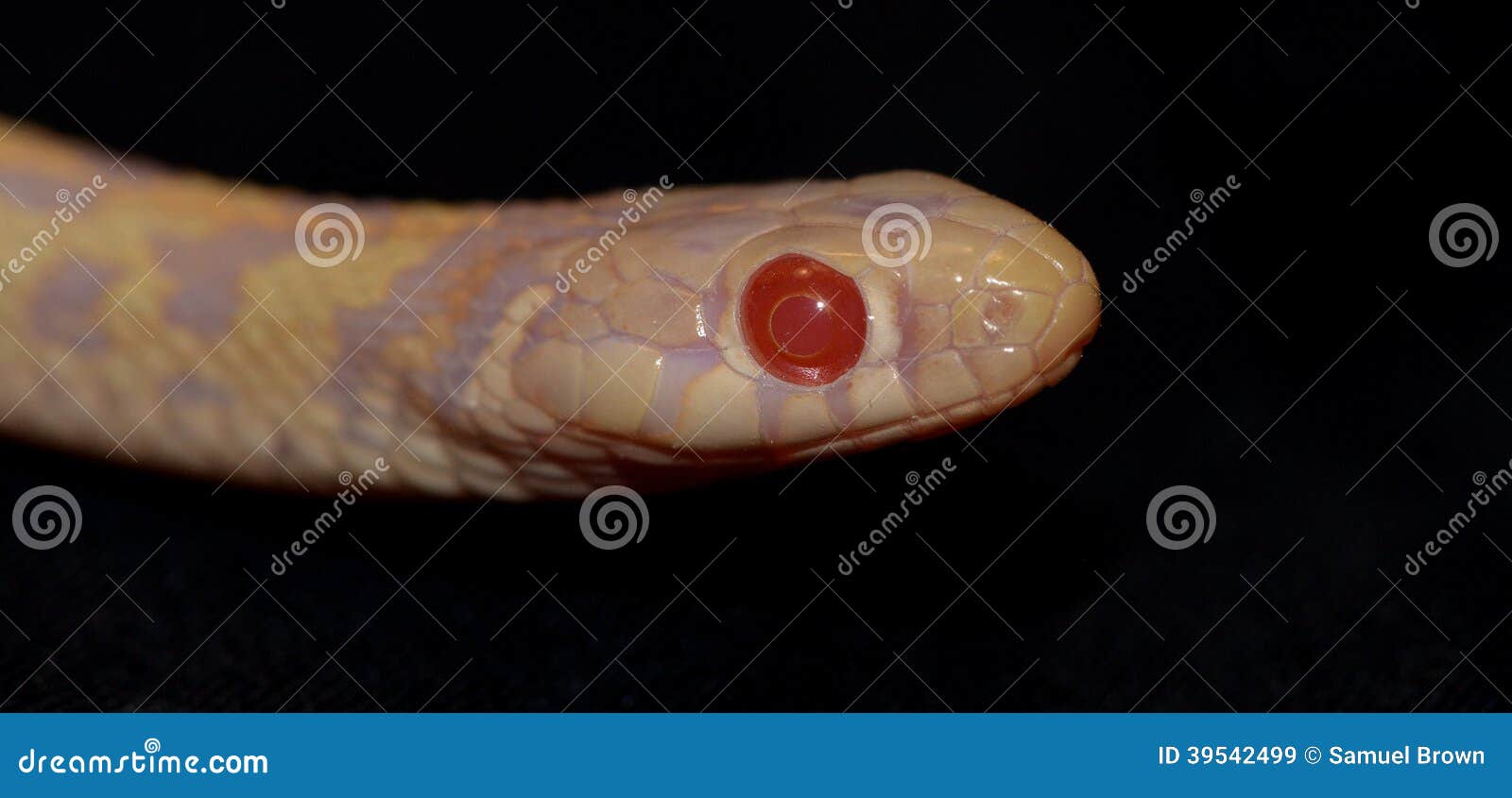 Albino Garter Snake Stock Photography | CartoonDealer.com #39542048