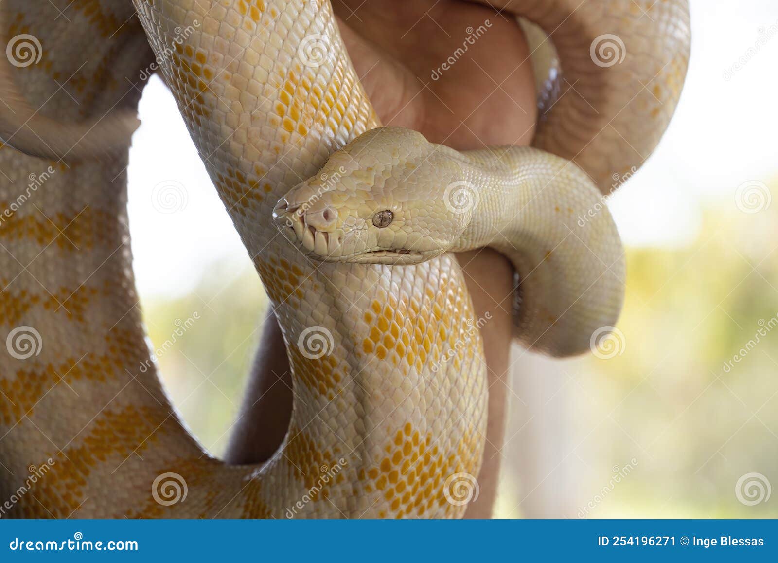 An Albino Gold and White Python Snake. Stock Image - Image of predator ...