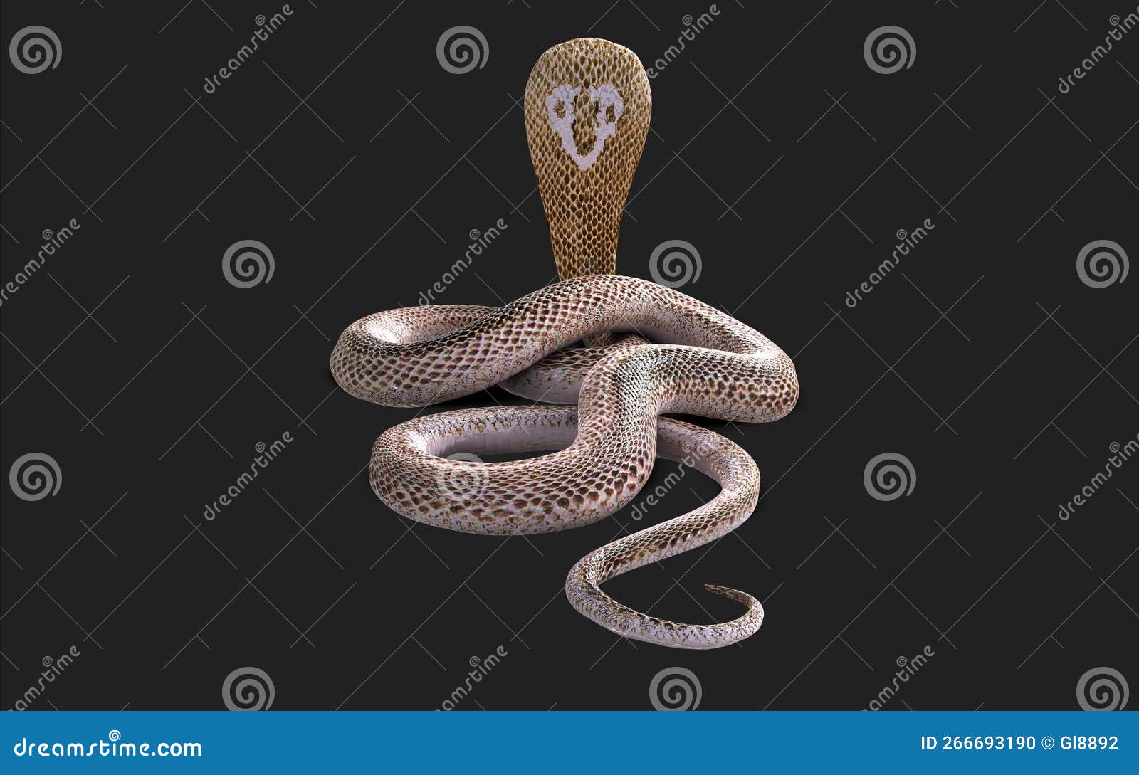 Albino King Cobra Snake White And Brown Cobra Snake With Clipping Path ... Albino King Cobra Snake White And Brown Cobra Snake With Clipping Path ...