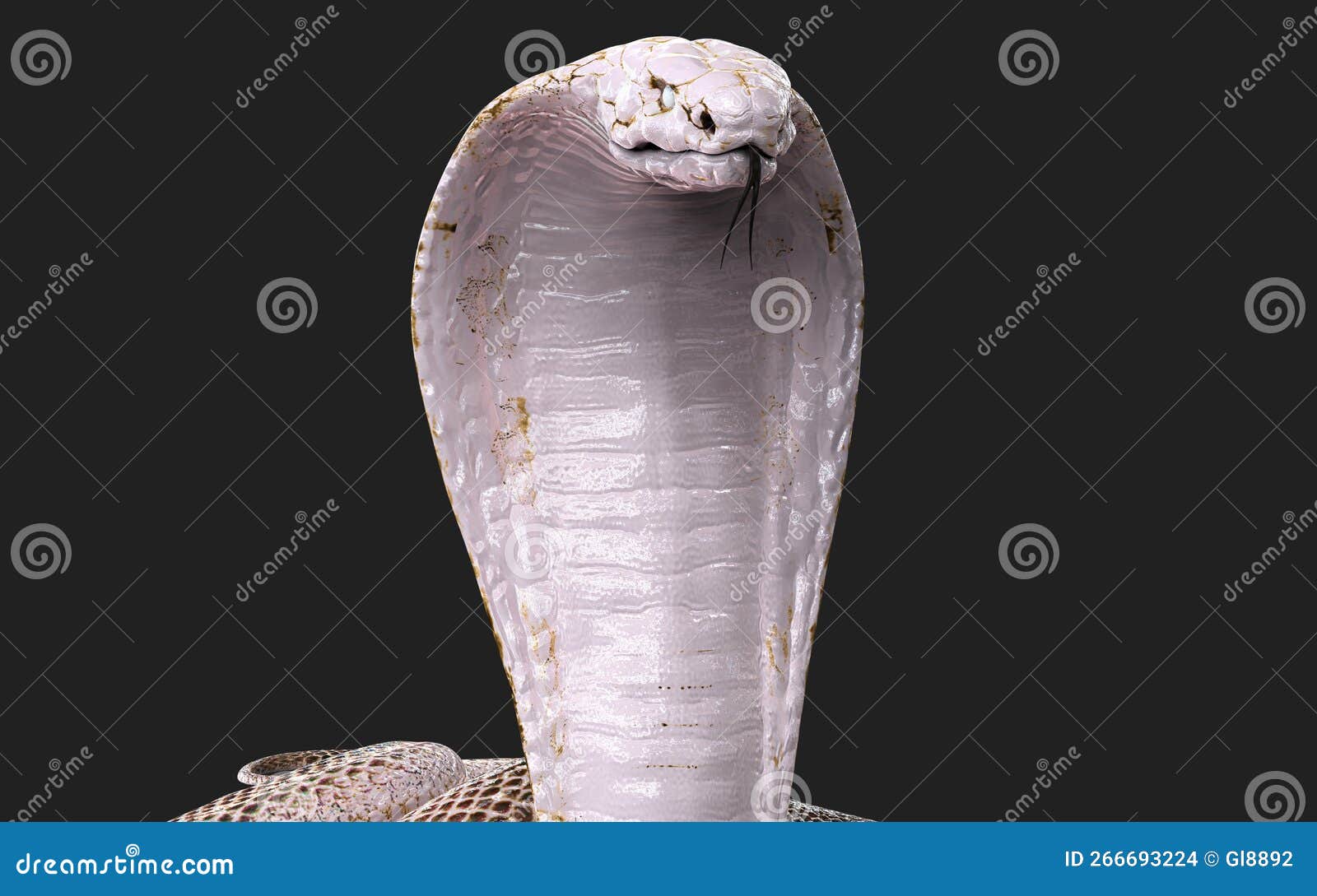 Albino King Cobra Snake White And Brown Cobra Snake With Clipping Path ... Albino King Cobra Snake White And Brown Cobra Snake With Clipping Path ...