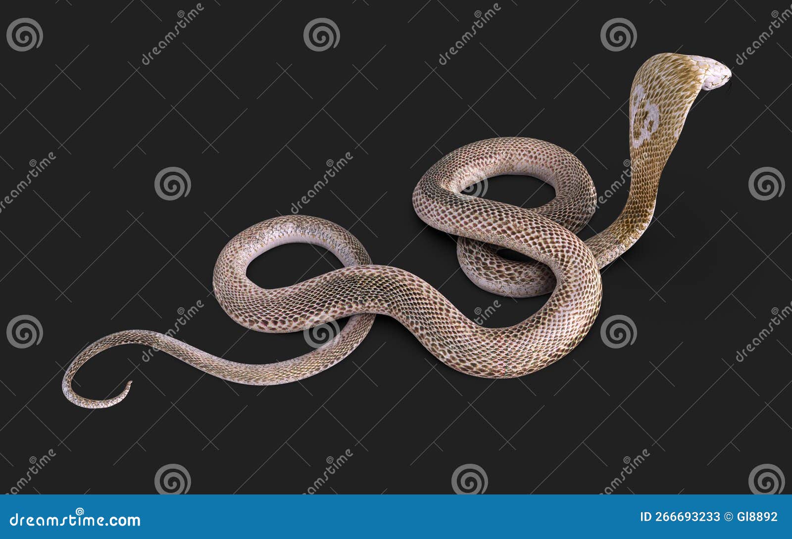 Albino King Cobra Snake White And Brown Cobra Snake With Clipping Path ... Albino King Cobra Snake White And Brown Cobra Snake With Clipping Path ...