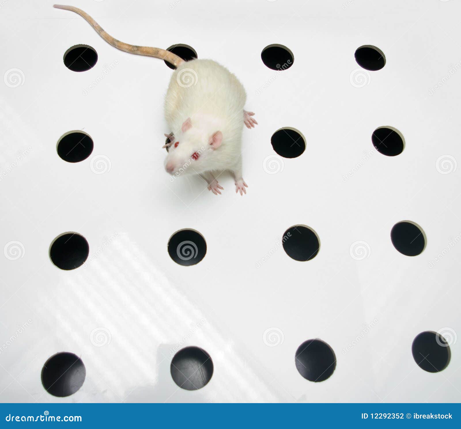 Albino Laboratory Rat Looking on Hole Board Stock Photo - Image of hole ...