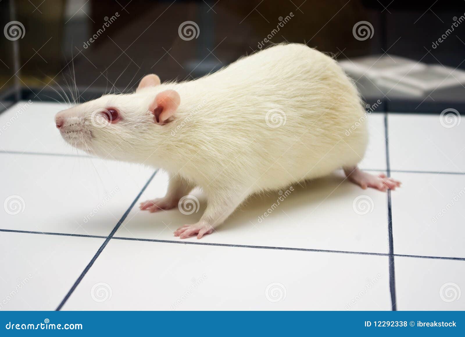 Albino Laboratory Rat Looking on Open Field Board Stock Photo - Image ...