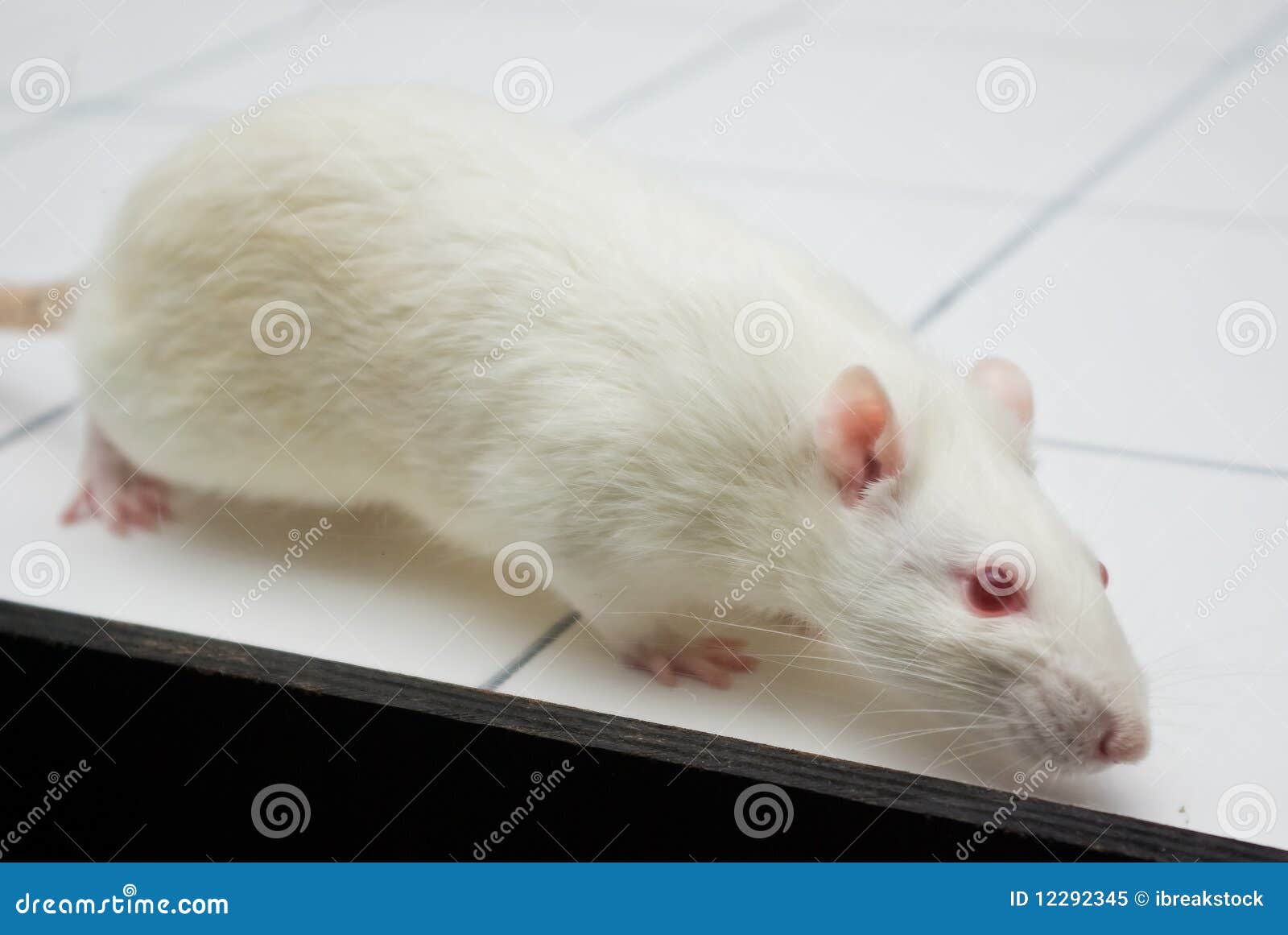 Albino Laboratory Rat Looking on Open Field Board Stock Image - Image ...