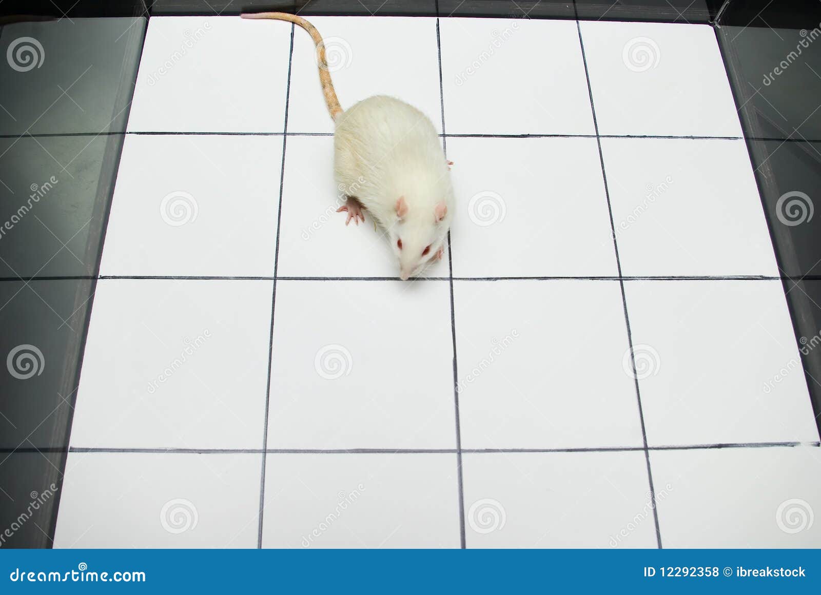 Albino Laboratory Rat Looking on Open Field Board Stock Photo - Image ...