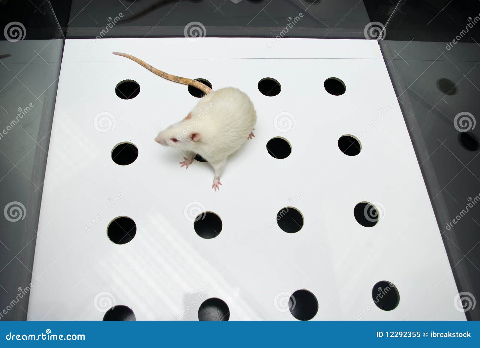 Albino Laboratory Rat Moving while on Hole Board Stock Image - Image of ...