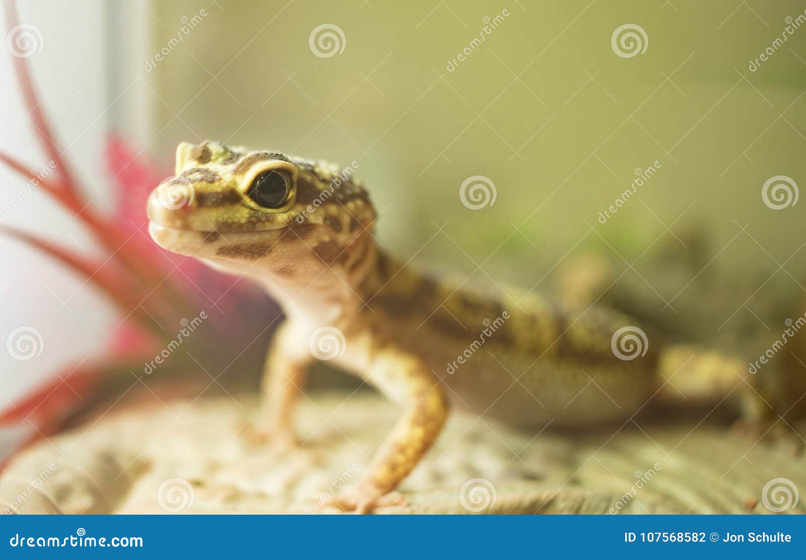 A Albino Leopard Gecko Lizard Stock Photo - Image of gecko, organism ...