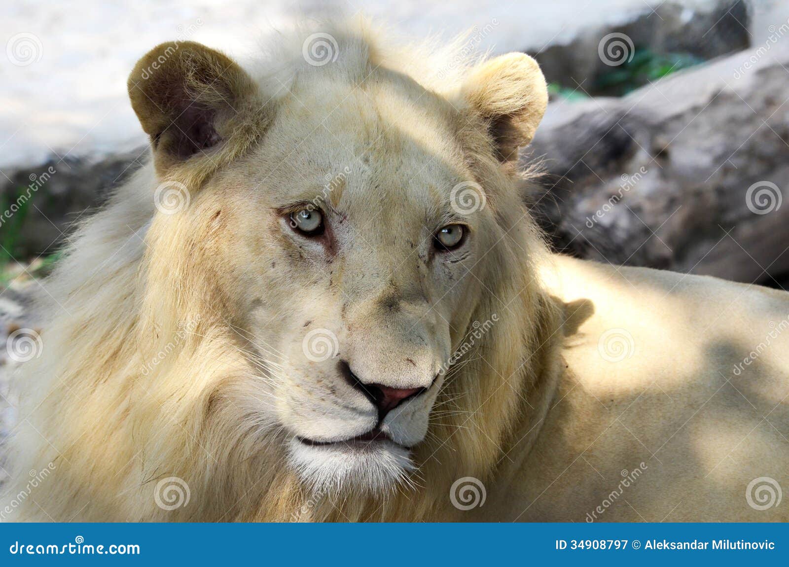 Albino lion stock image. Image of hair, lion, beast, endangered - 34908797