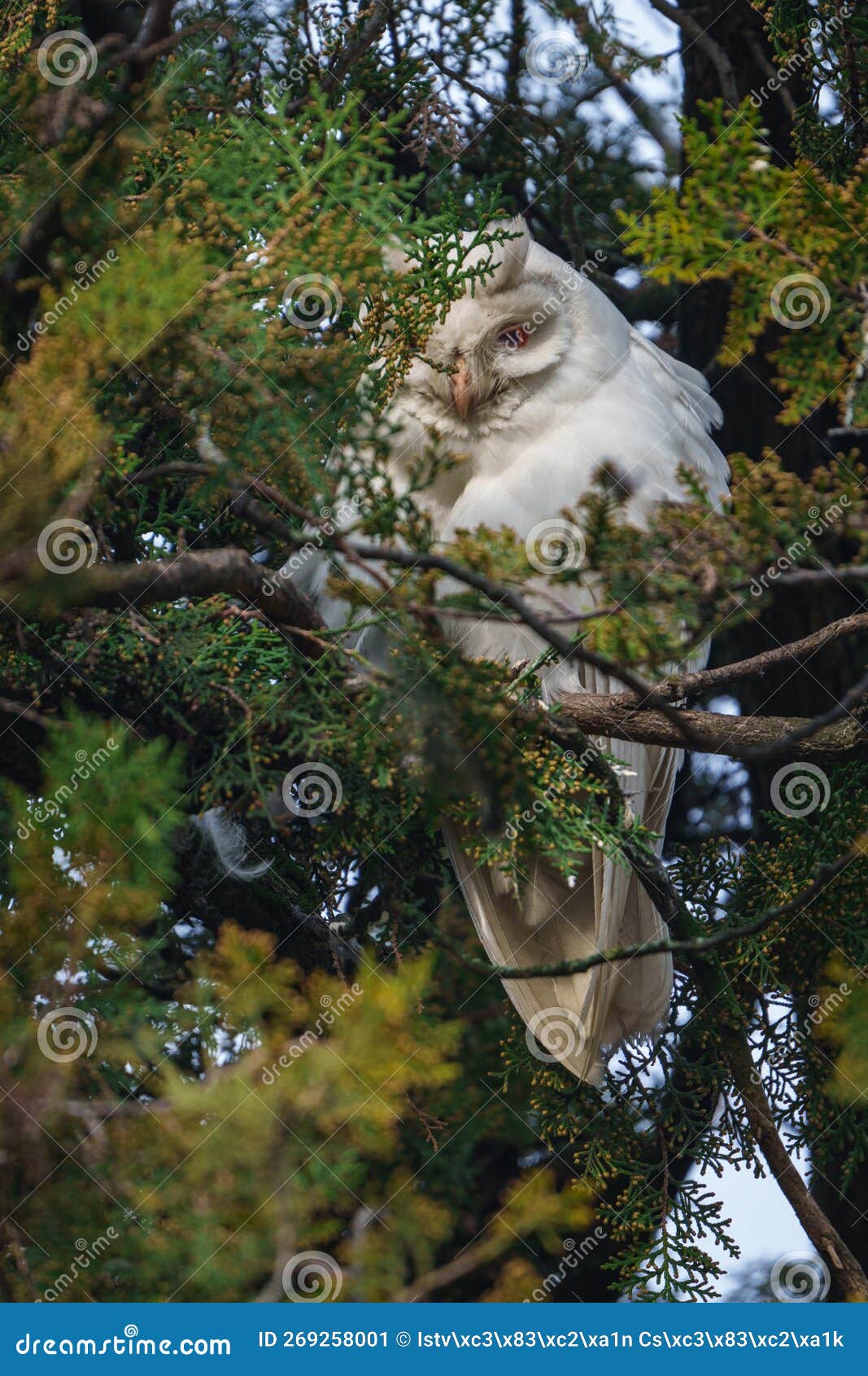 Albino Long-eared Owl - Asio Otus Stock Image - Image of animal, owls ...
