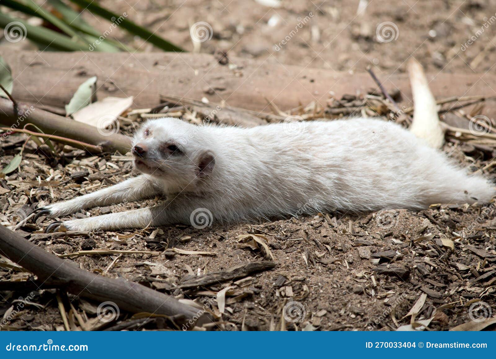 The Albino Meerkat is Resting in the Sun Stock Photo - Image of ...