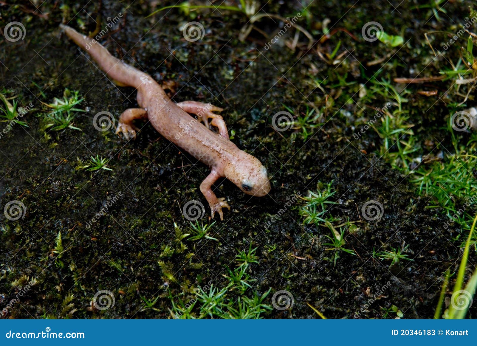 Albino Newt without Color Pigments Stock Image - Image of disadvantage ...