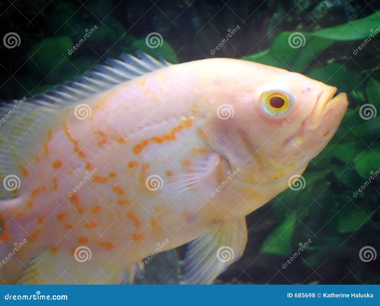 Albino Oscar (Astronotus Ocellatus) Aquarium Fish Stock Photo ...